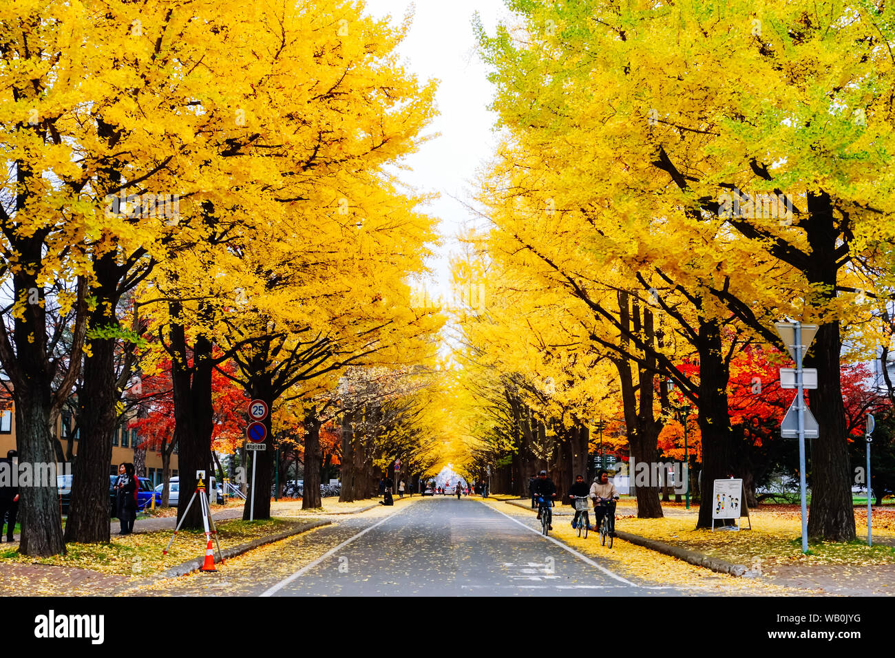 Autumn season colorful of tree and leaves in Japan Stock Photo - Alamy