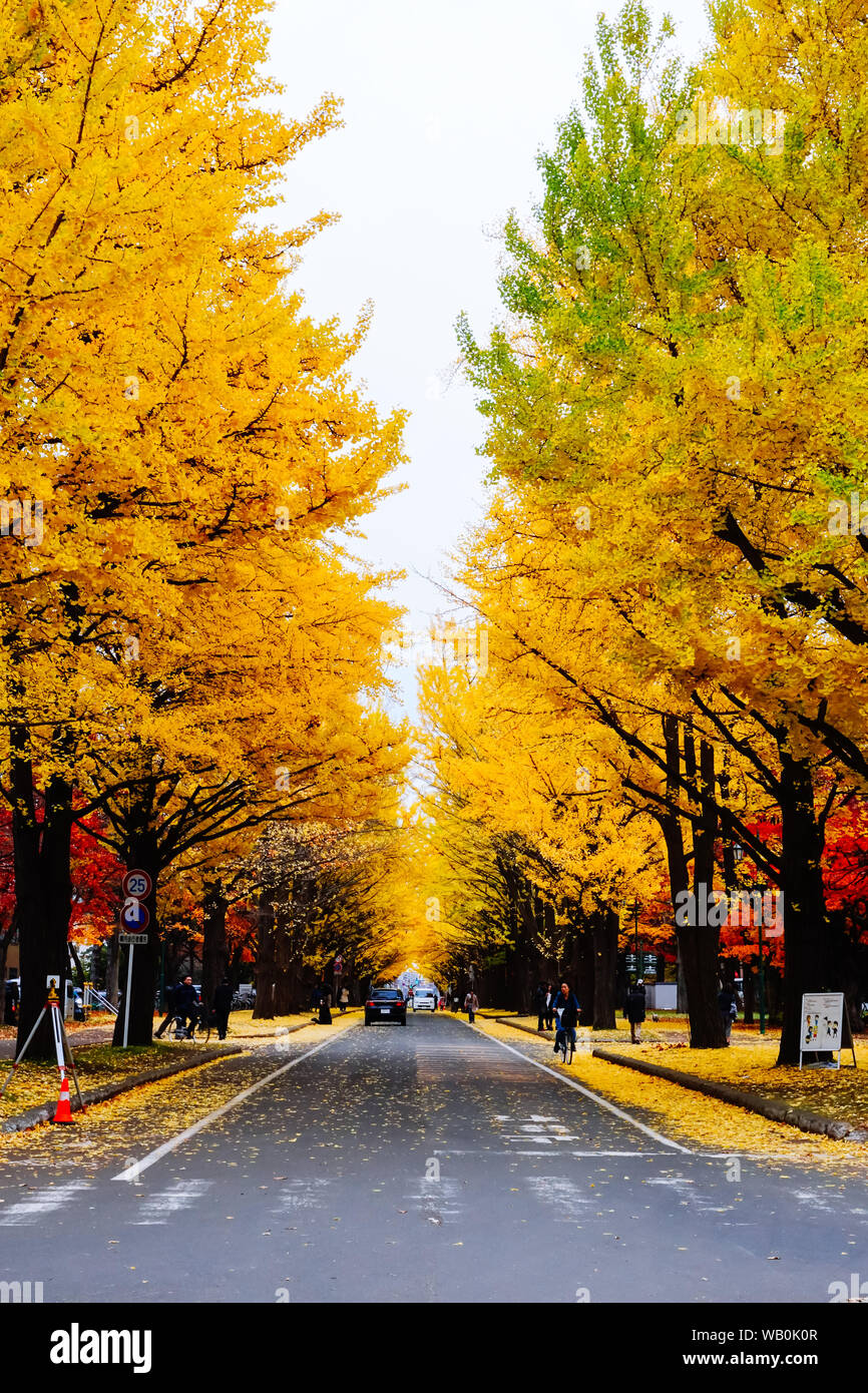 Autumn season colorful of tree and leaves in Japan Stock Photo - Alamy