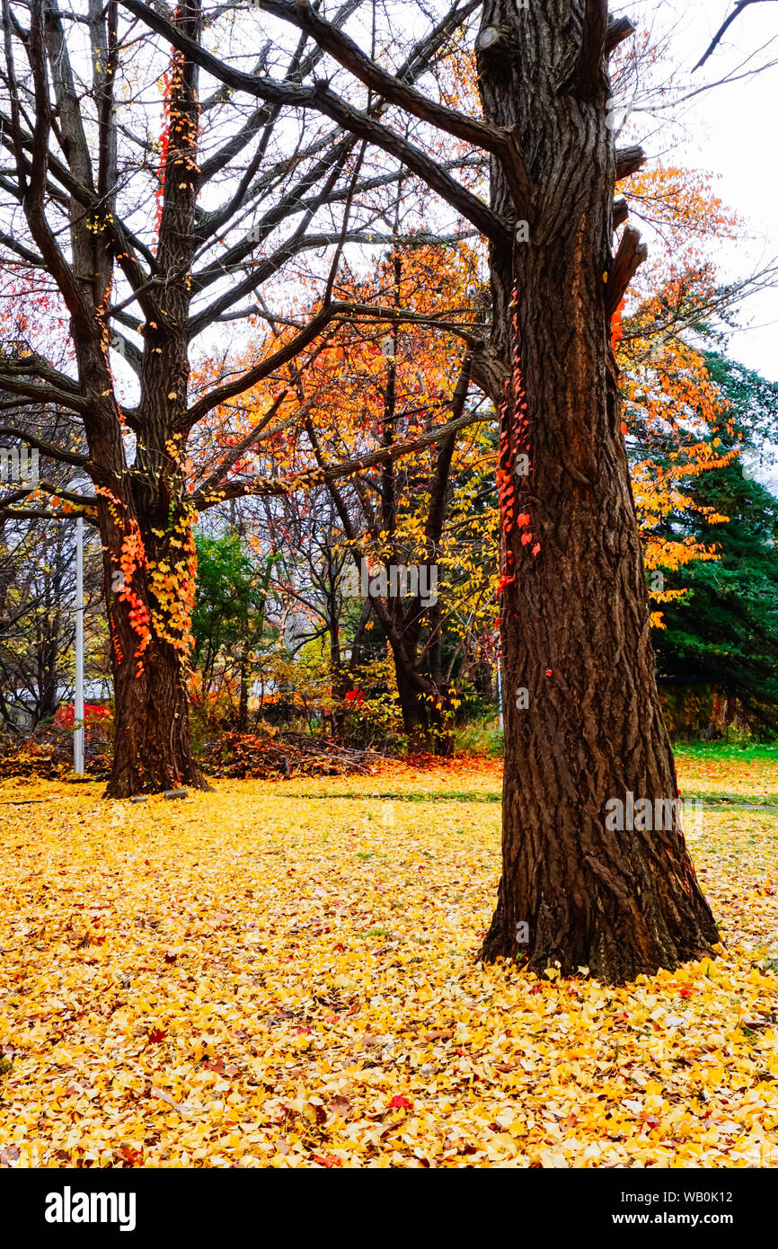 Autumn season colorful of tree and leaves in Japan Stock Photo - Alamy