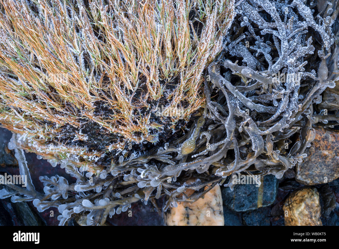 Closeup of detailed structure of frozen seaweed and stones at a beach ...