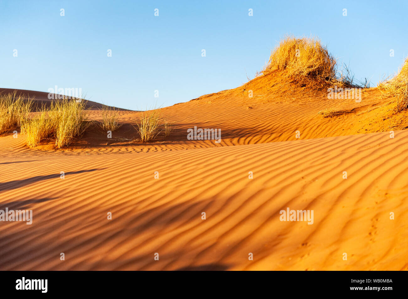 The rising sun is casting long shadows across the Dune Landscape of the ...