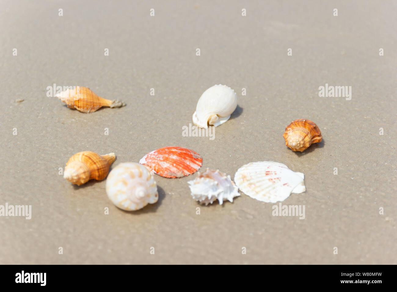 Beach summer with Shells on sandy with sand beach background Stock ...