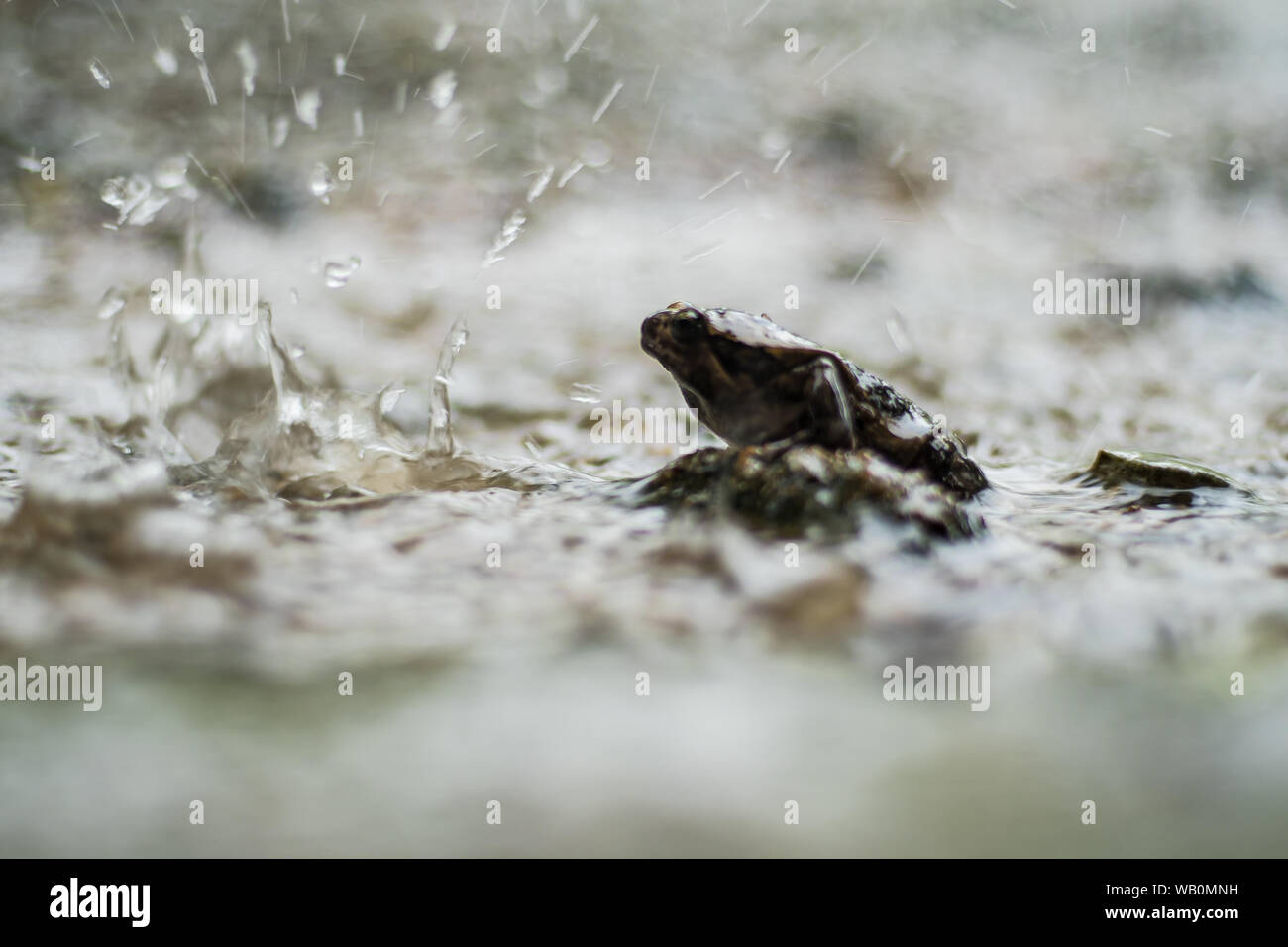 Sad frog sits under heavy tropical rain Stock Photo - Alamy
