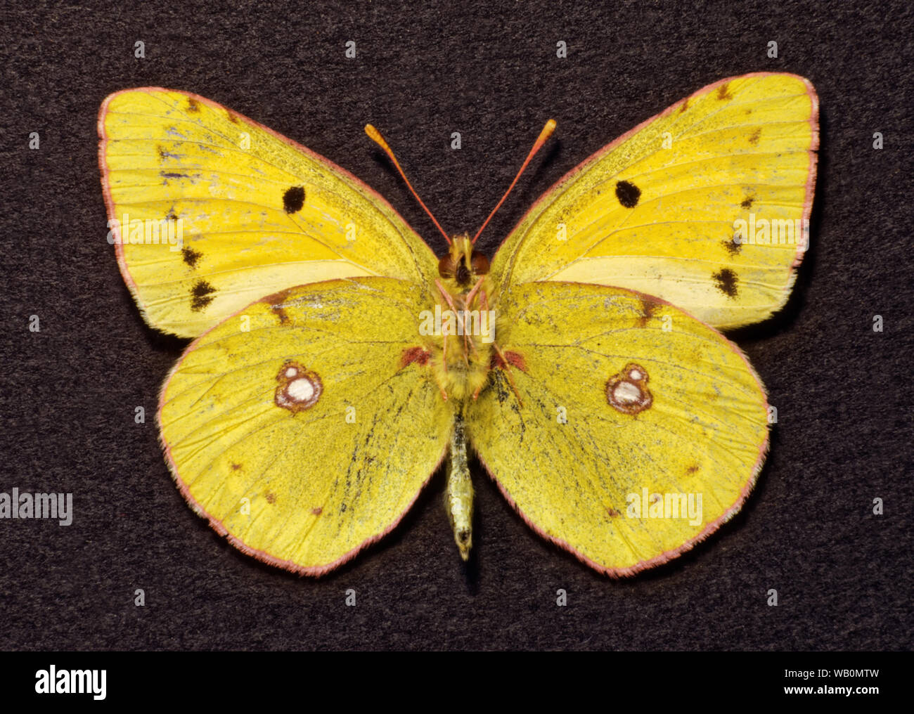 Saffron jaundice hi-res stock photography and images - Alamy