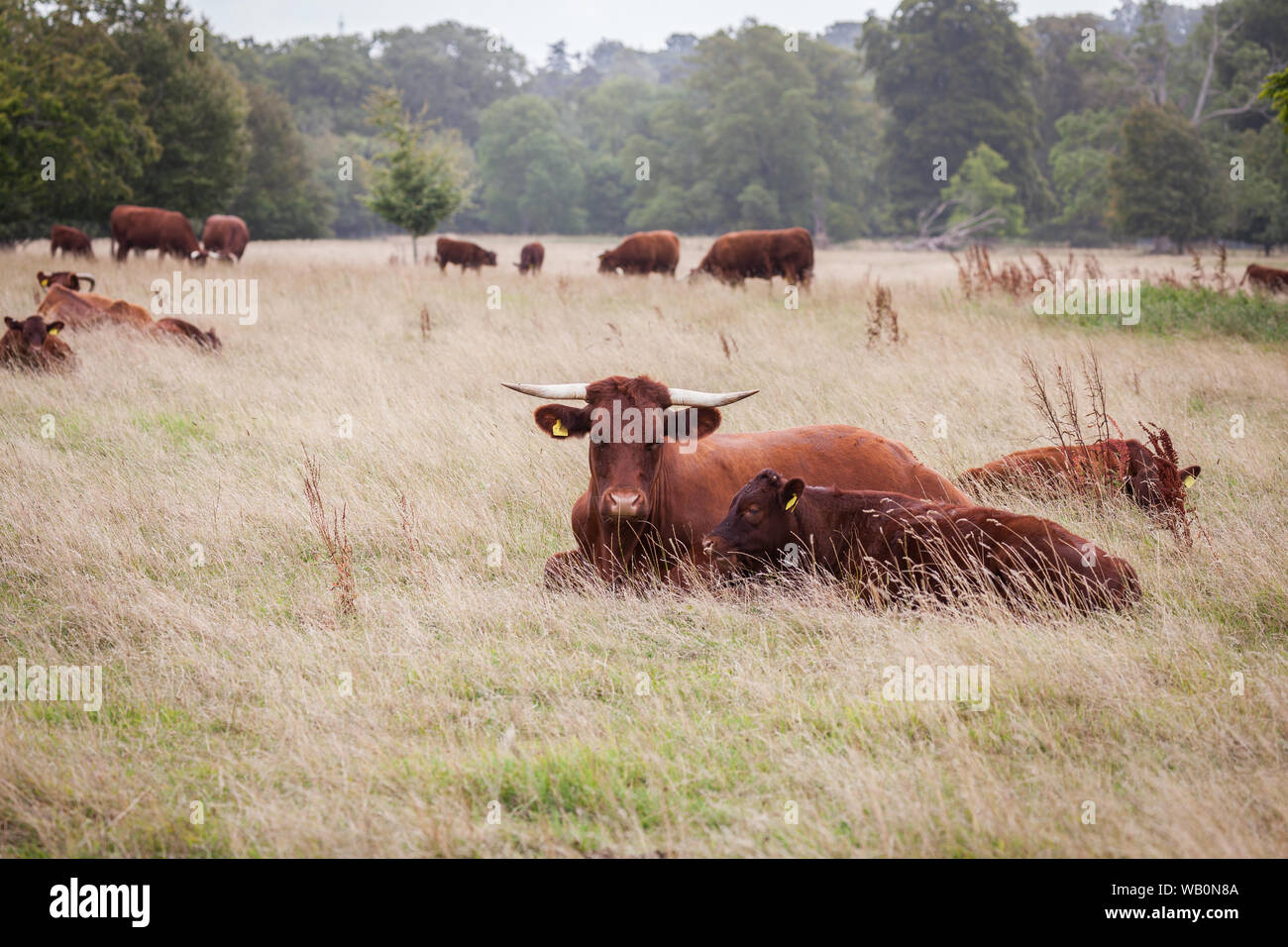 Devon ruby red cow hi-res stock photography and images - Alamy