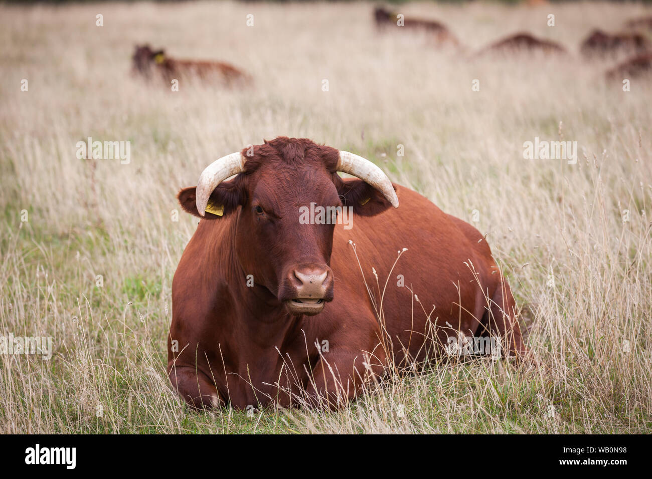 Red Ruby cows Stock Photo - Alamy