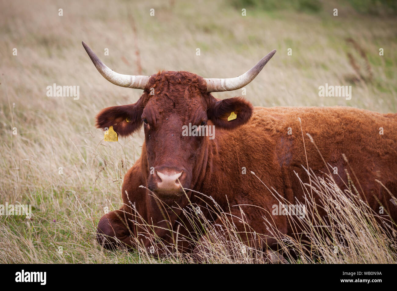 Red Ruby cows Stock Photo - Alamy