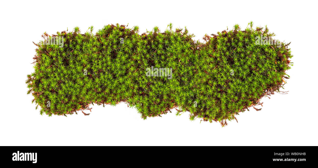 Clump of common hair moss isolated on white background Stock Photo - Alamy