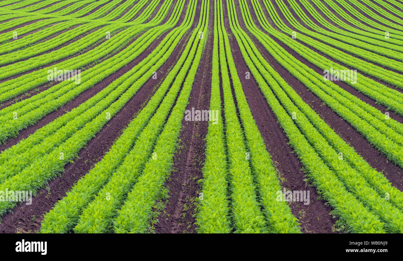 Crops growing in fertile soil hi-res stock photography and images - Alamy