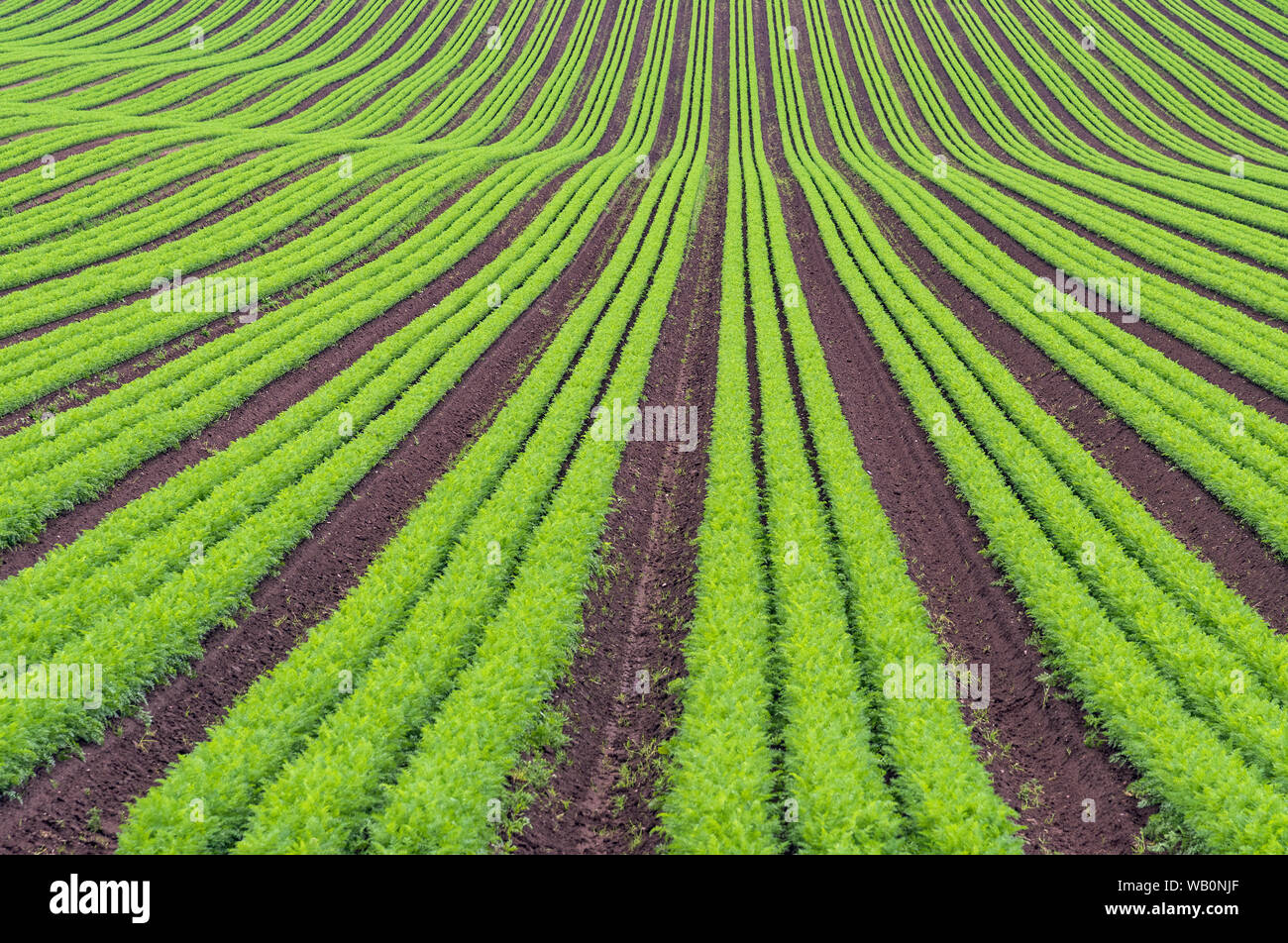 Growing in straight lines Stock Photo - Alamy