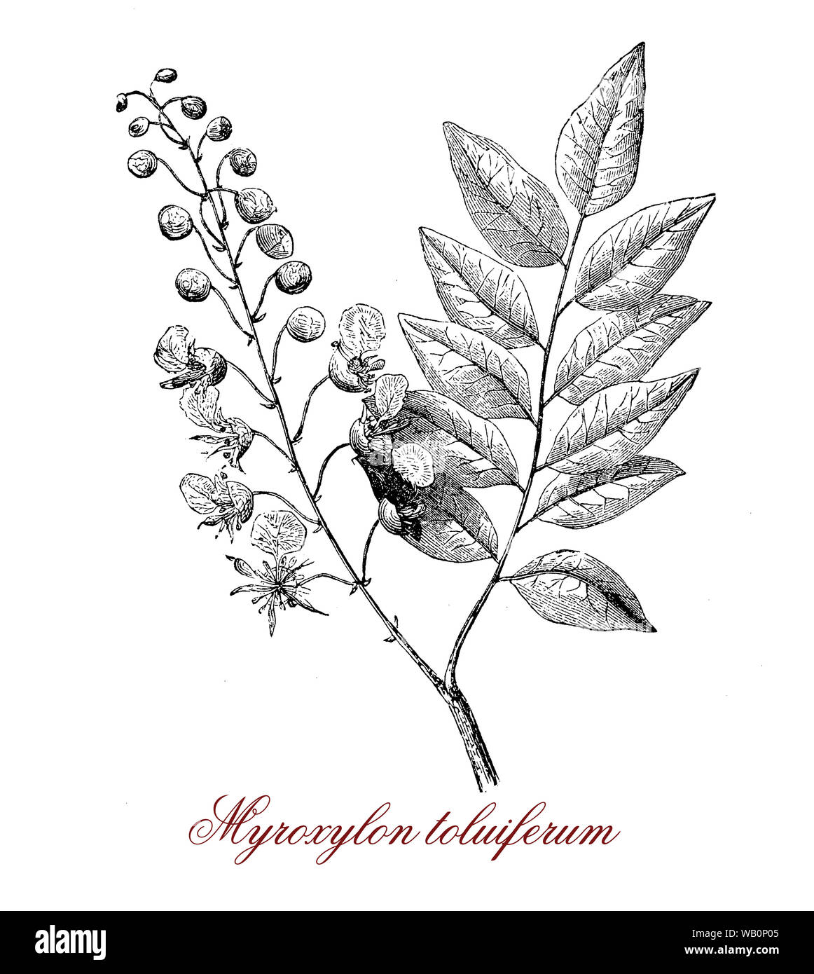 Myroxylon toluiferum,tropical American tree, the latex is extracted to ...