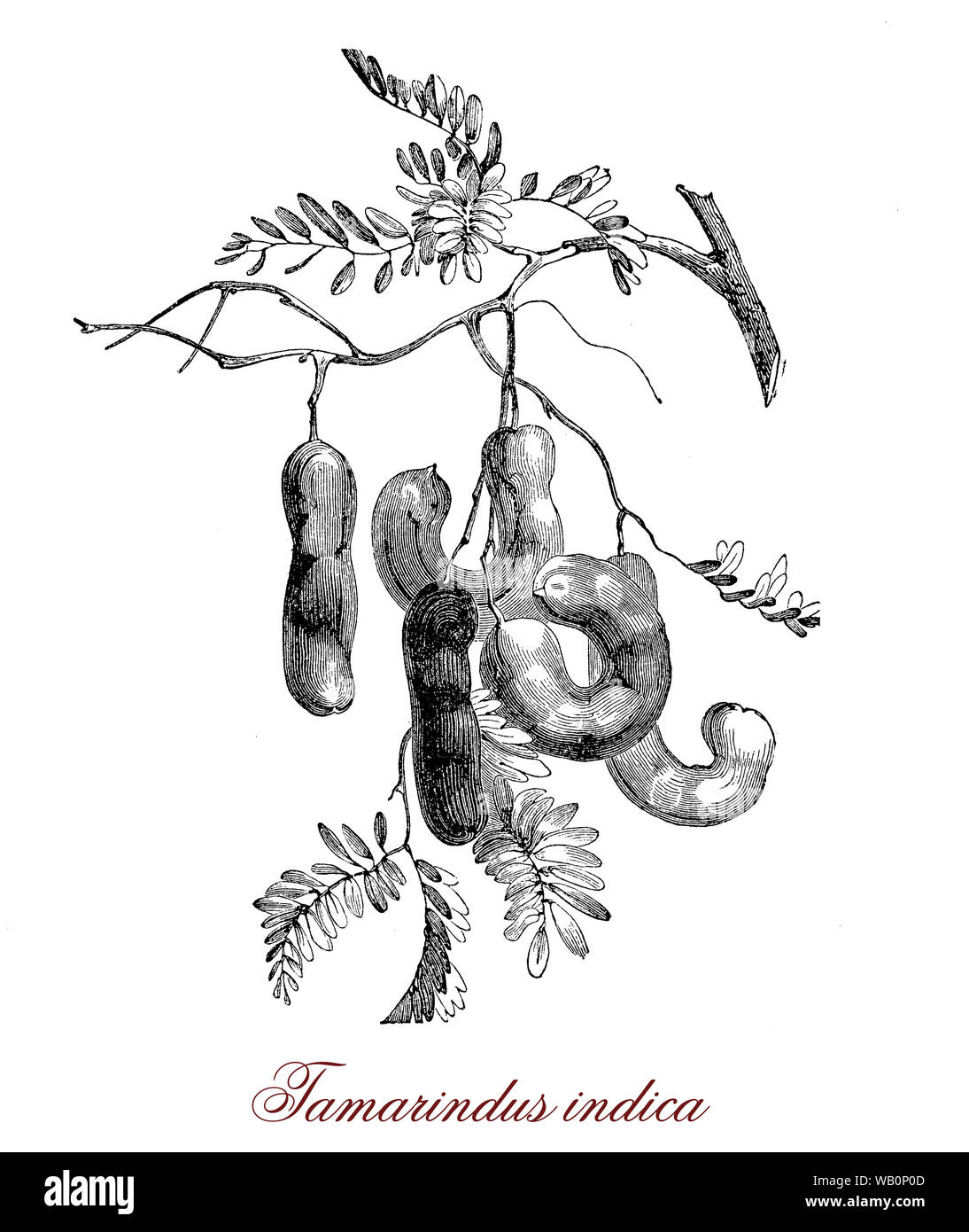 Sampaloc Tree Drawing