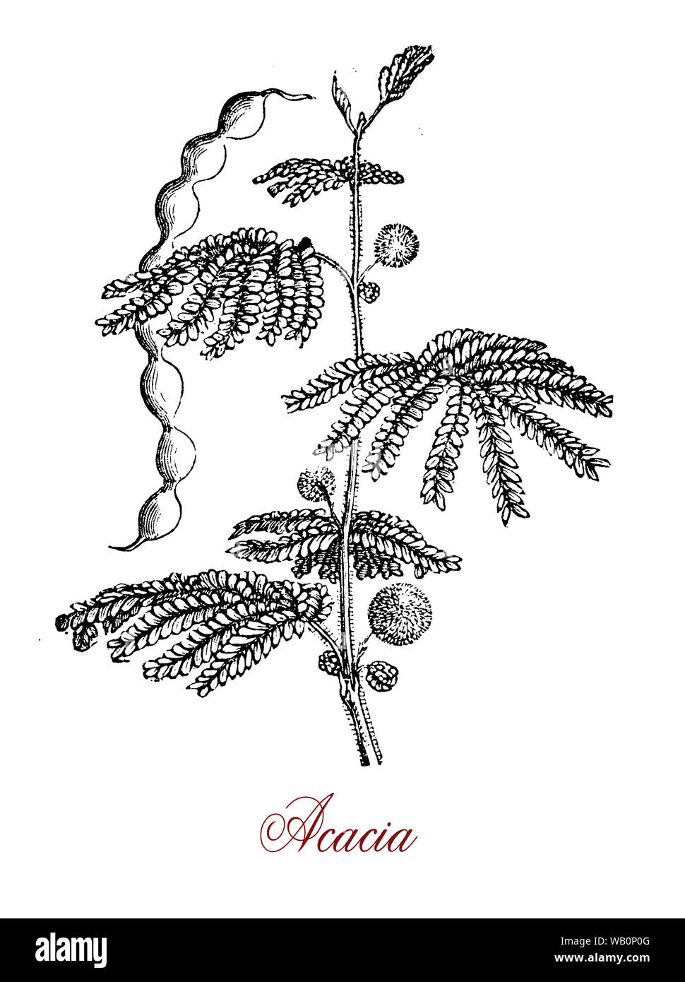 Acacia woodlands Cut Out Stock Images & Pictures - Alamy
