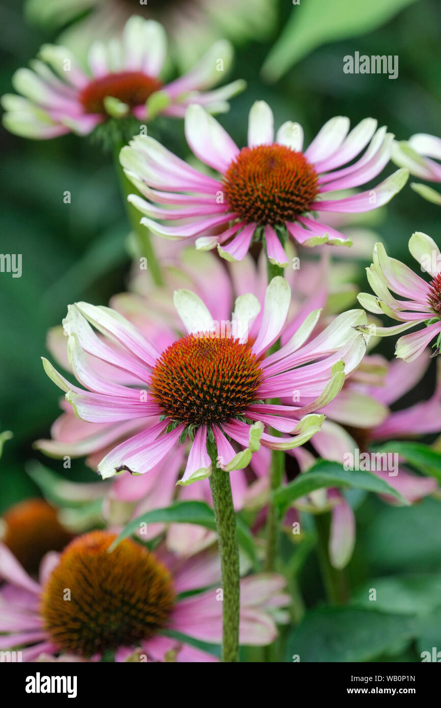 Close-up of Echinacea purpurea Green Twister, purple coneflower Green ...
