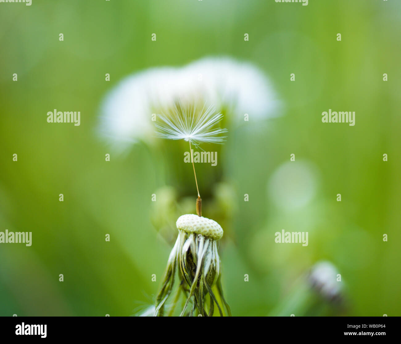 Natural beauty. Wild dandelion on summer day. Taraxacum flower on ...