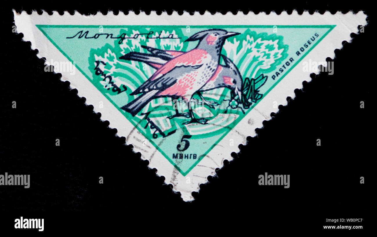 Mongolia Postage Stamp - Rosy Starling (Sturnus roseus Stock Photo - Alamy