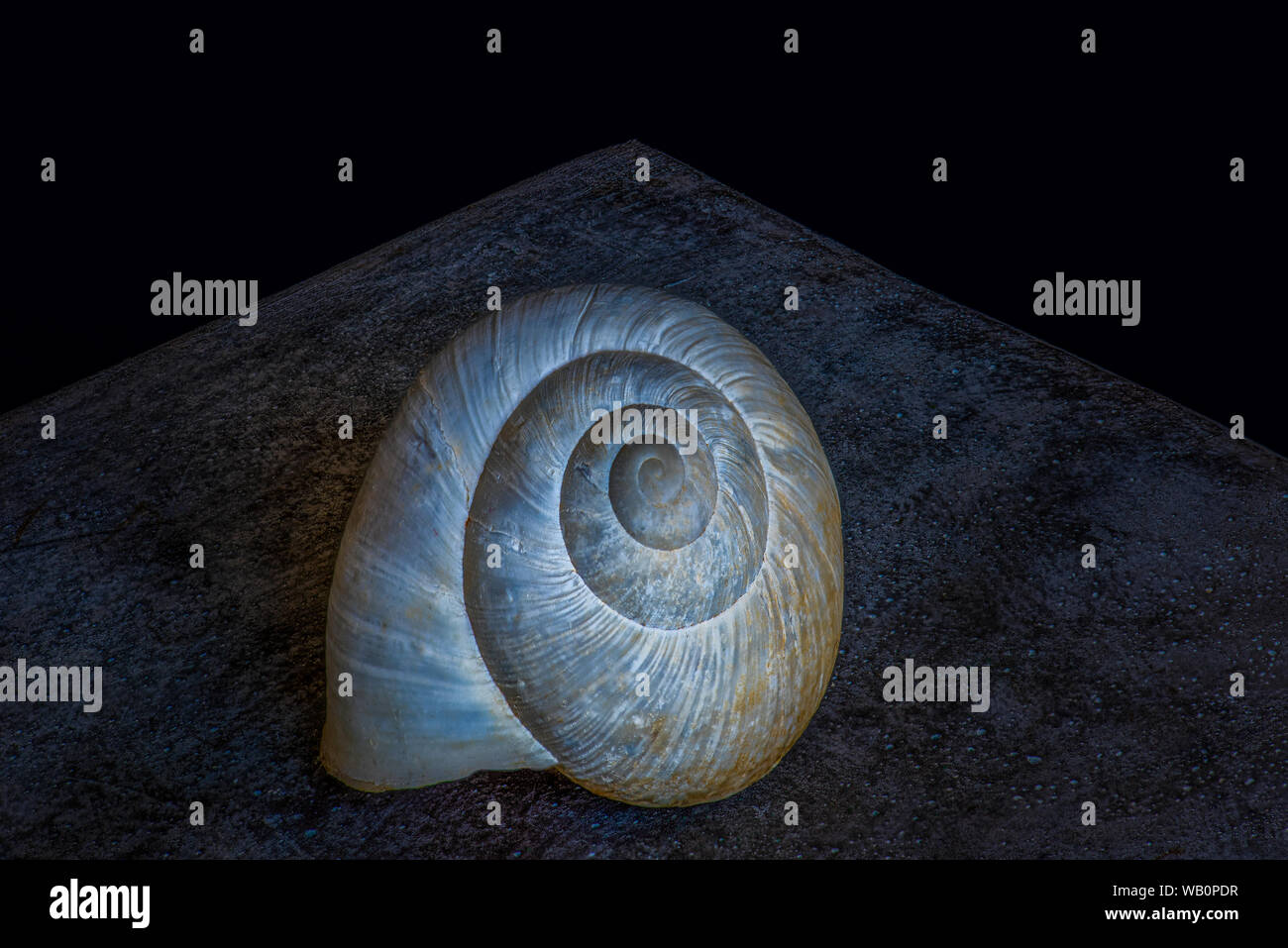 Surrealistic low key dark snail shell macro on a gray concrete stone on ...