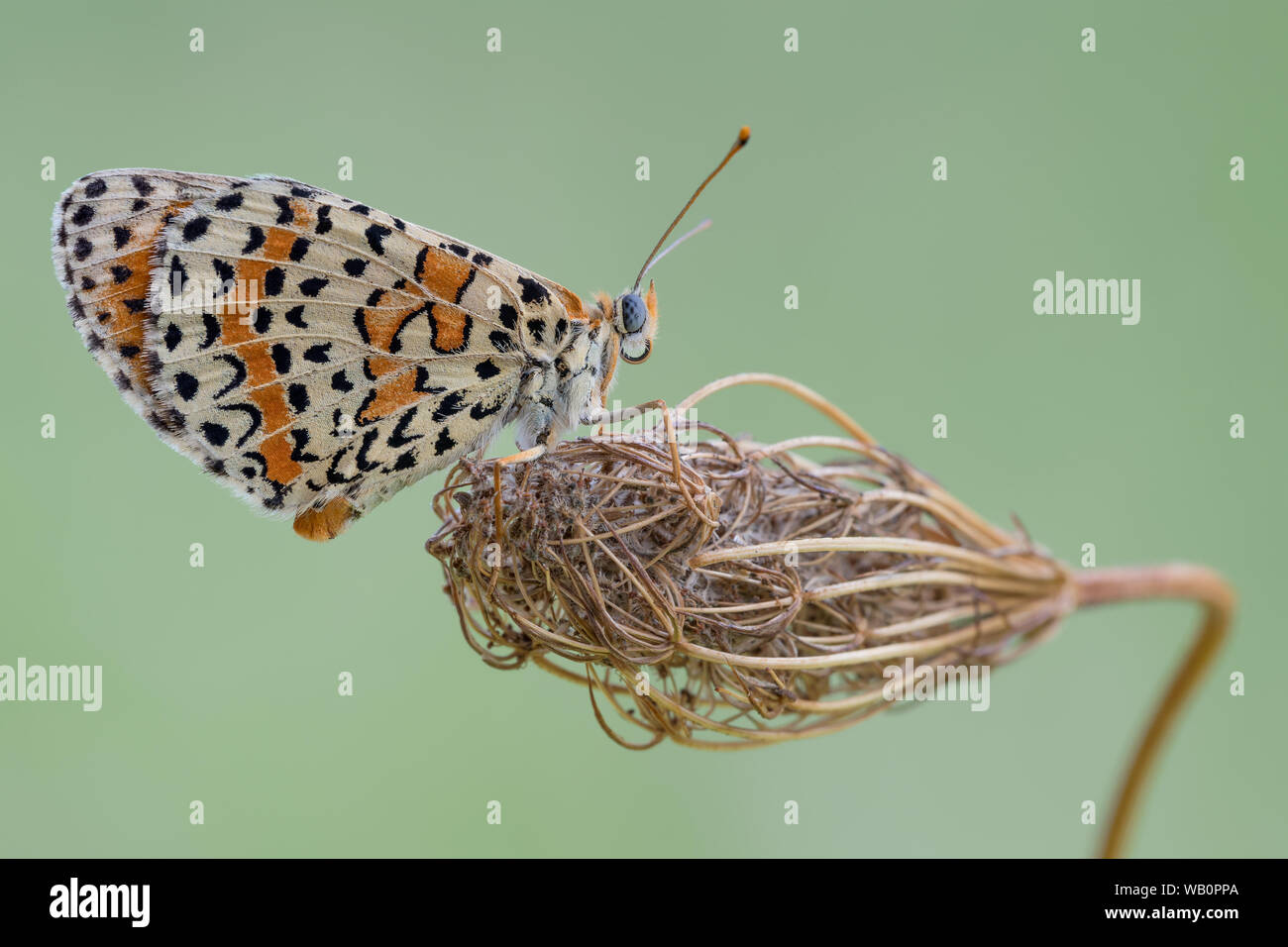 The spotted fritillary (Melitaea didyma Stock Photo - Alamy