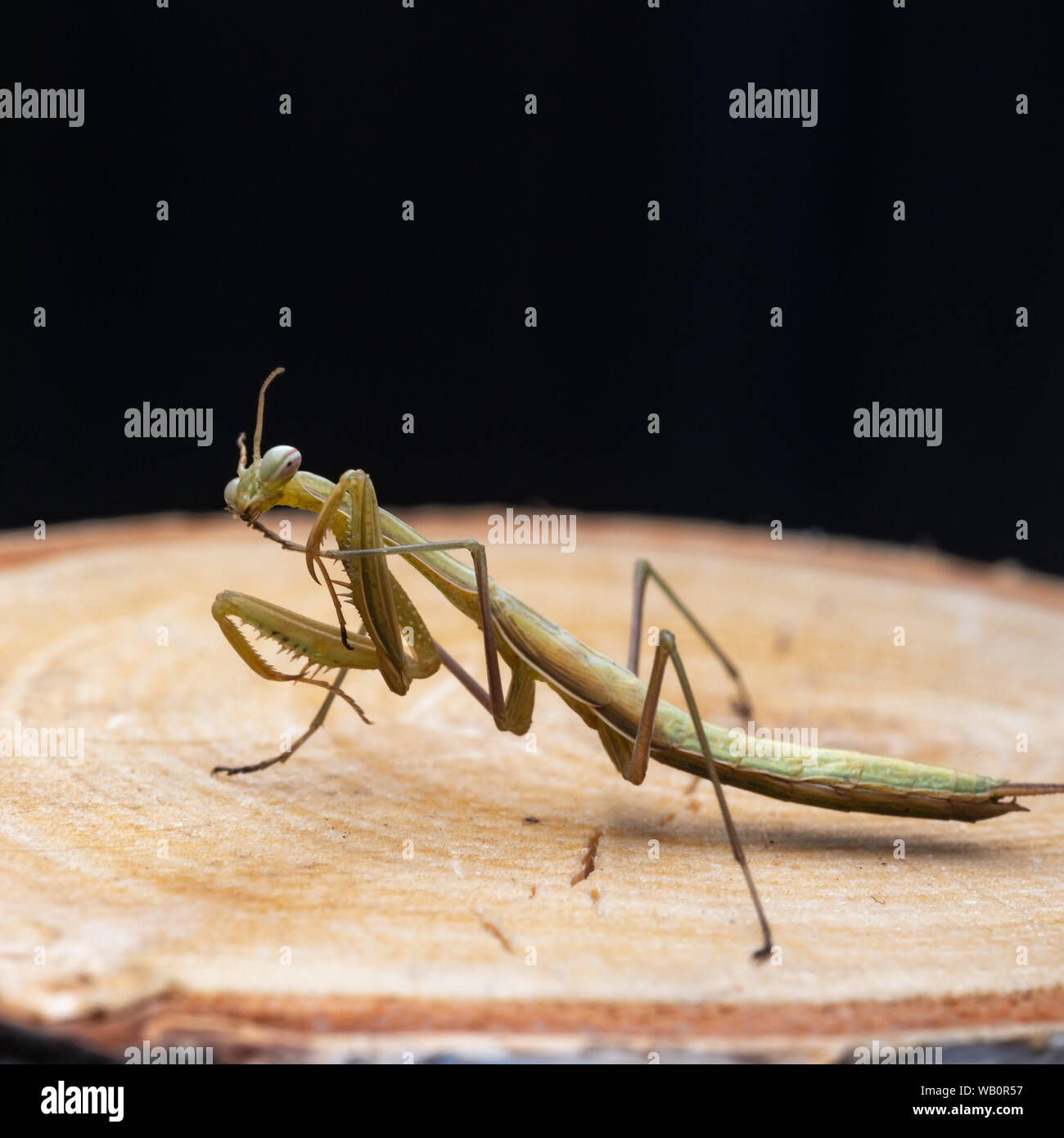 European Mantis, Praying Mantis or Mantis Religiosa Mantidae on wood ...