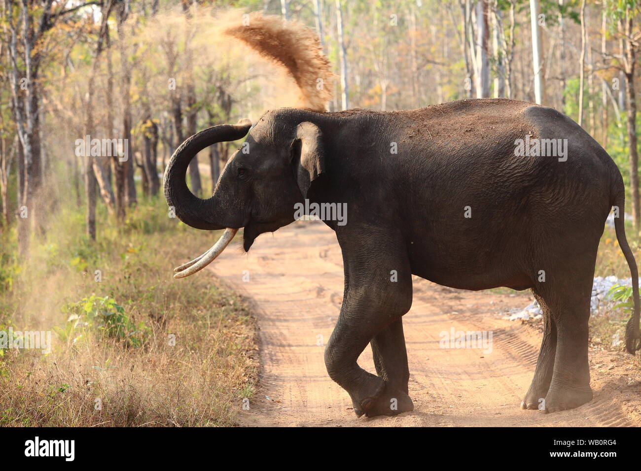 Elephant dust bath in Wayanad forest Stock Photo - Alamy