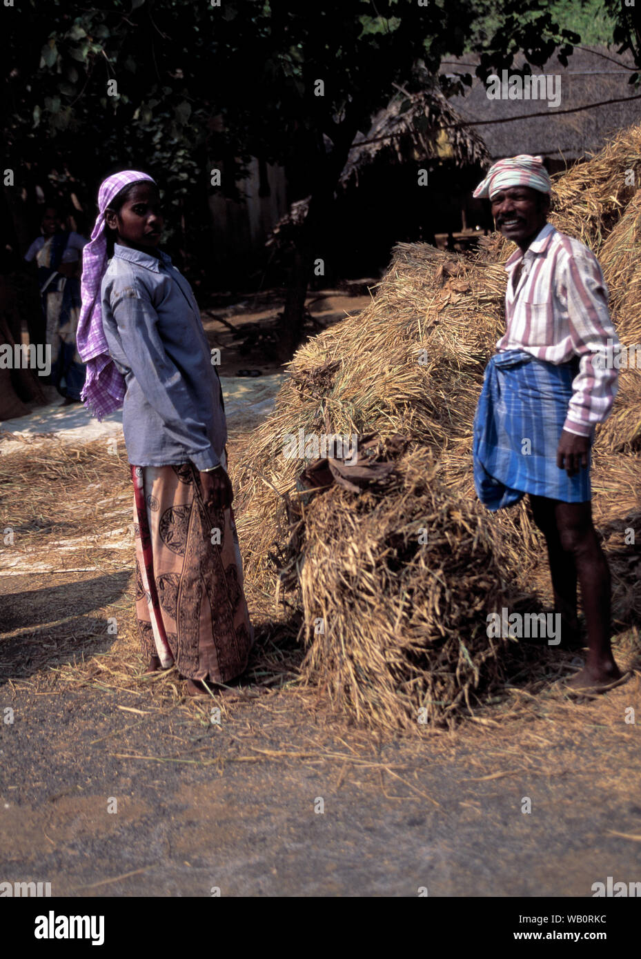 asia, asian, india, agricultural workers saving cereal crops Stock ...