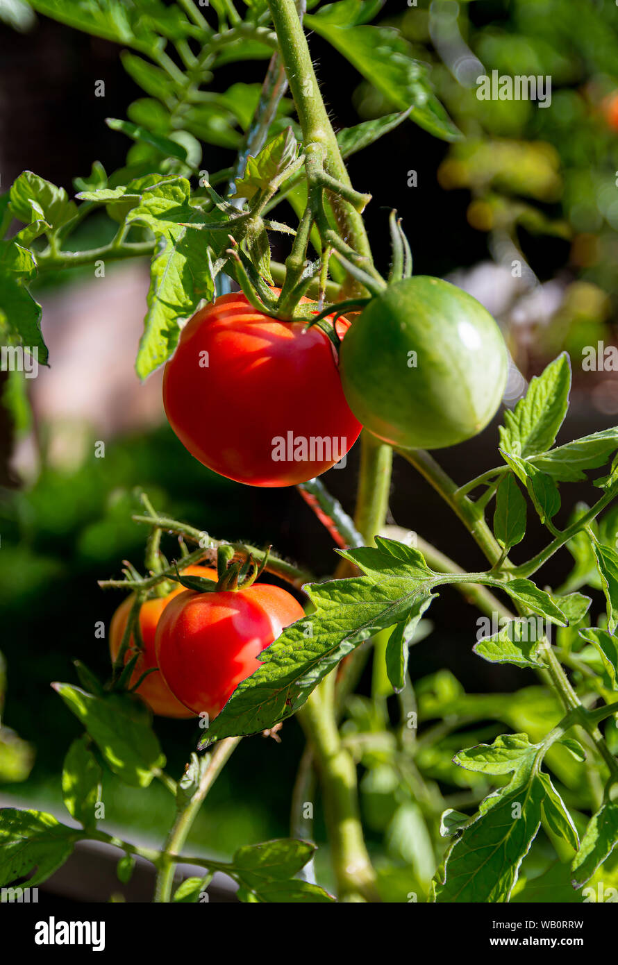 Tomatoe plant sun hi-res stock photography and images - Alamy