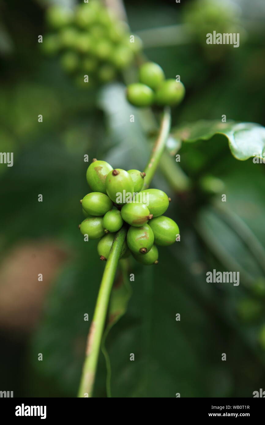 India coffee farming hi-res stock photography and images - Alamy