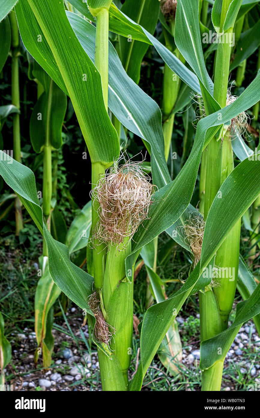 Corn Silk Stock Photos & Corn Silk Stock Images - Alamy