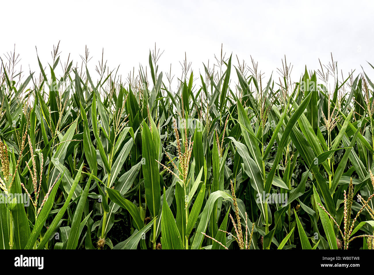 Male inflorescence hi-res stock photography and images - Alamy