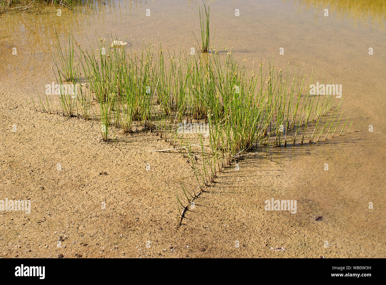 Grass sprouts extending in line under shallow water Stock Photo - Alamy