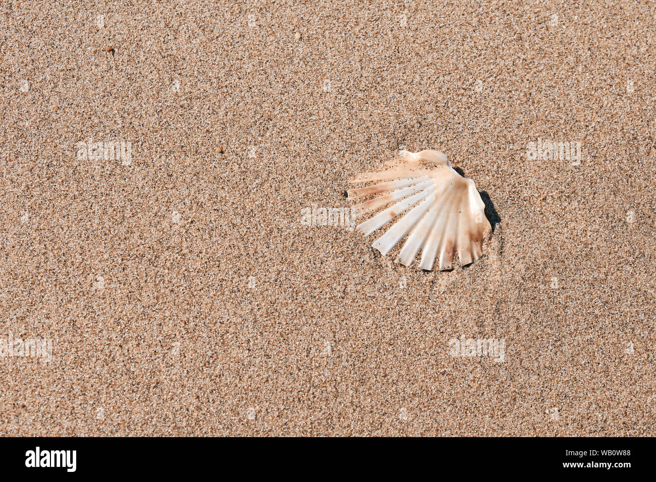 Live clam in natural hi-res stock photography and images - Alamy
