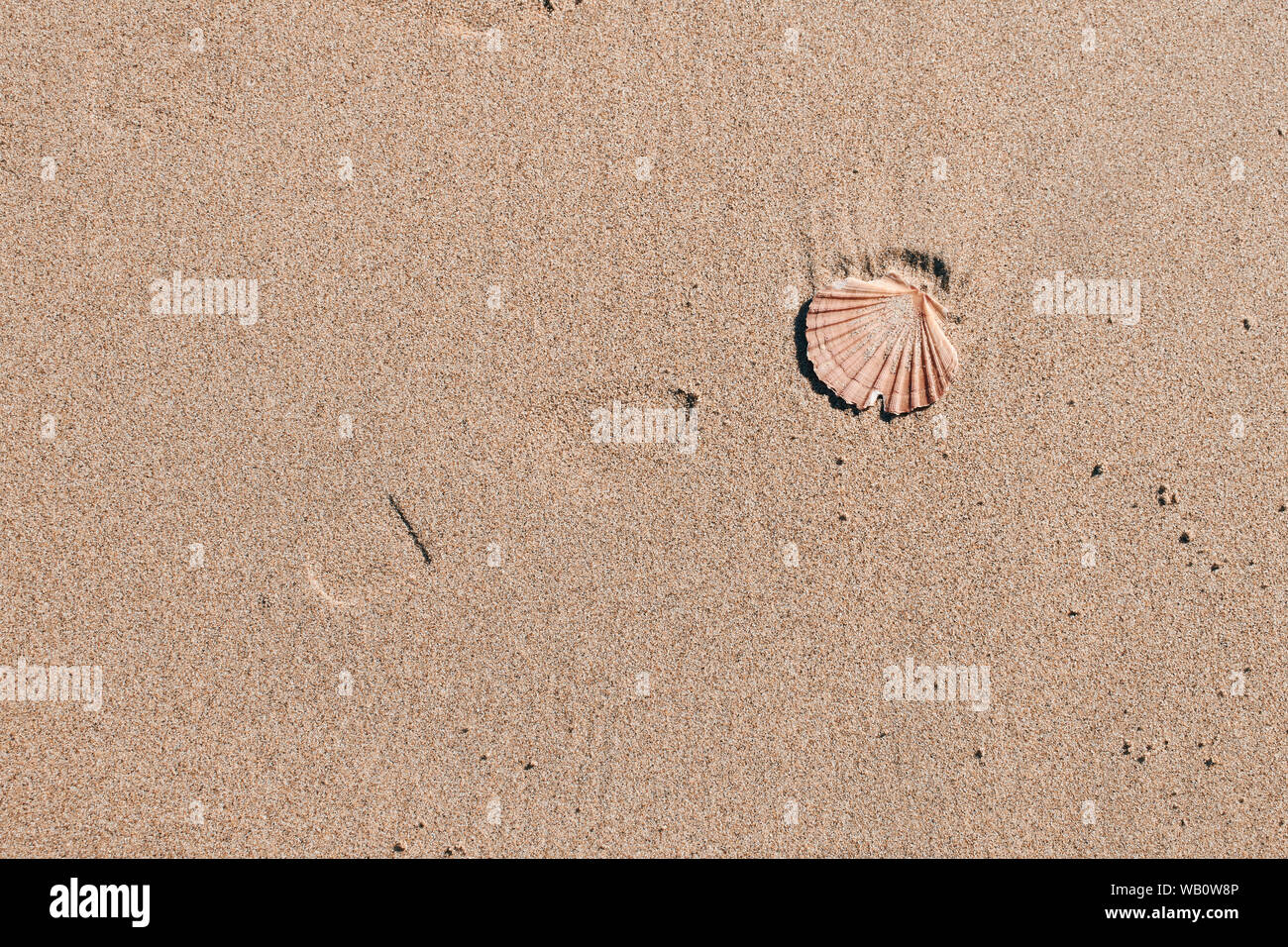 Live clam in natural hi-res stock photography and images - Alamy