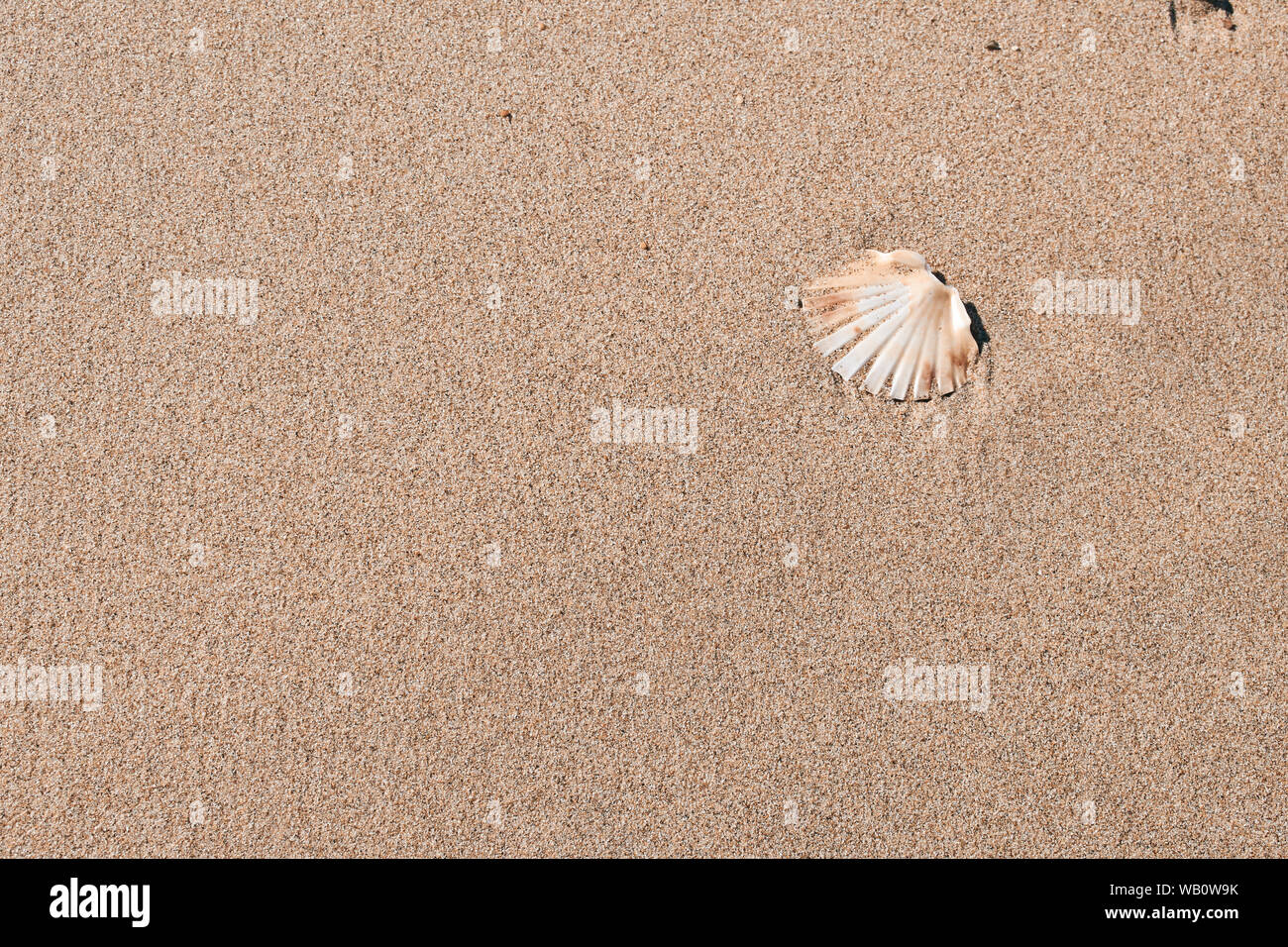 a single clam in the sand of the sea Stock Photo - Alamy
