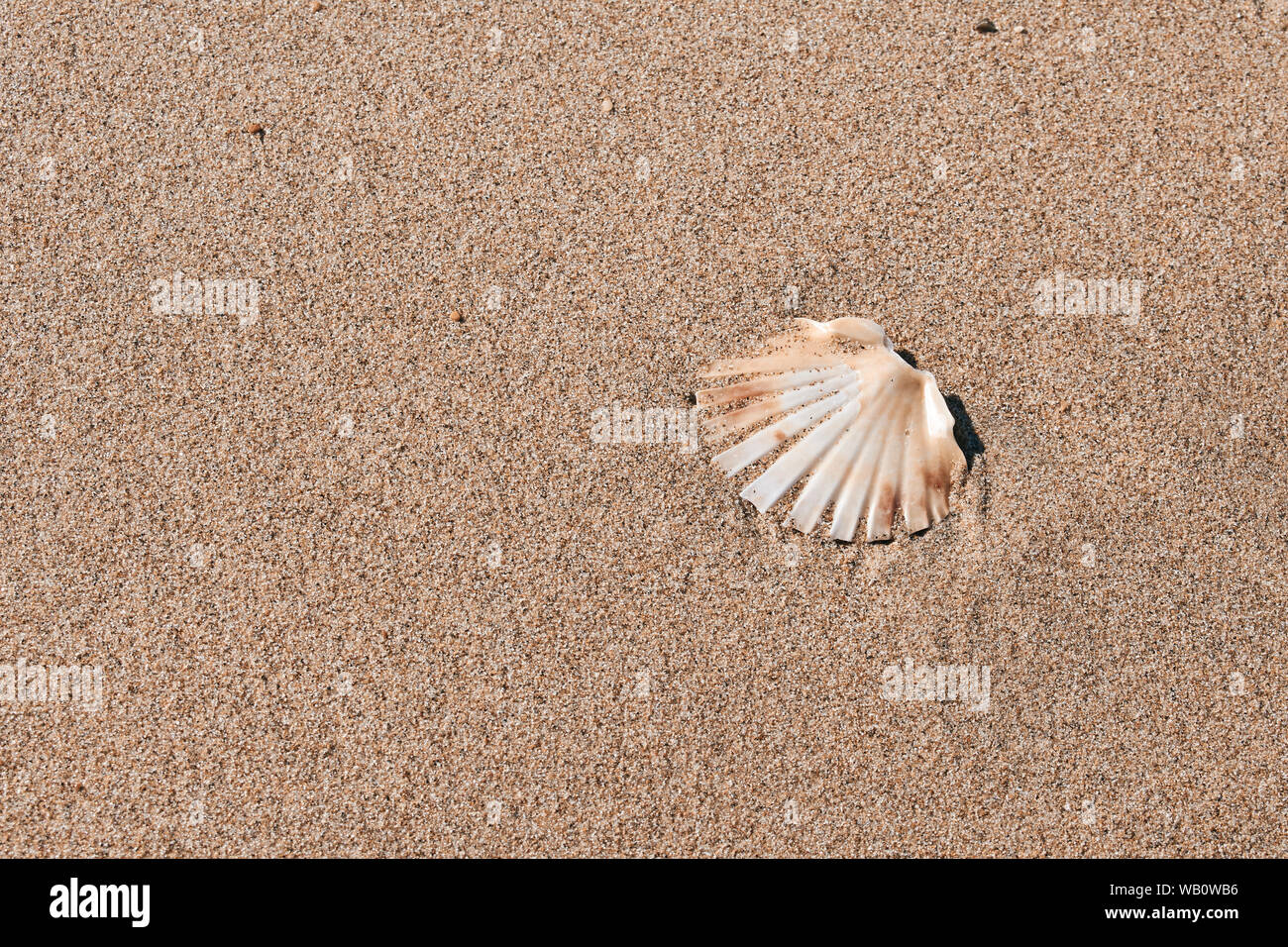Live clam in natural hi-res stock photography and images - Alamy