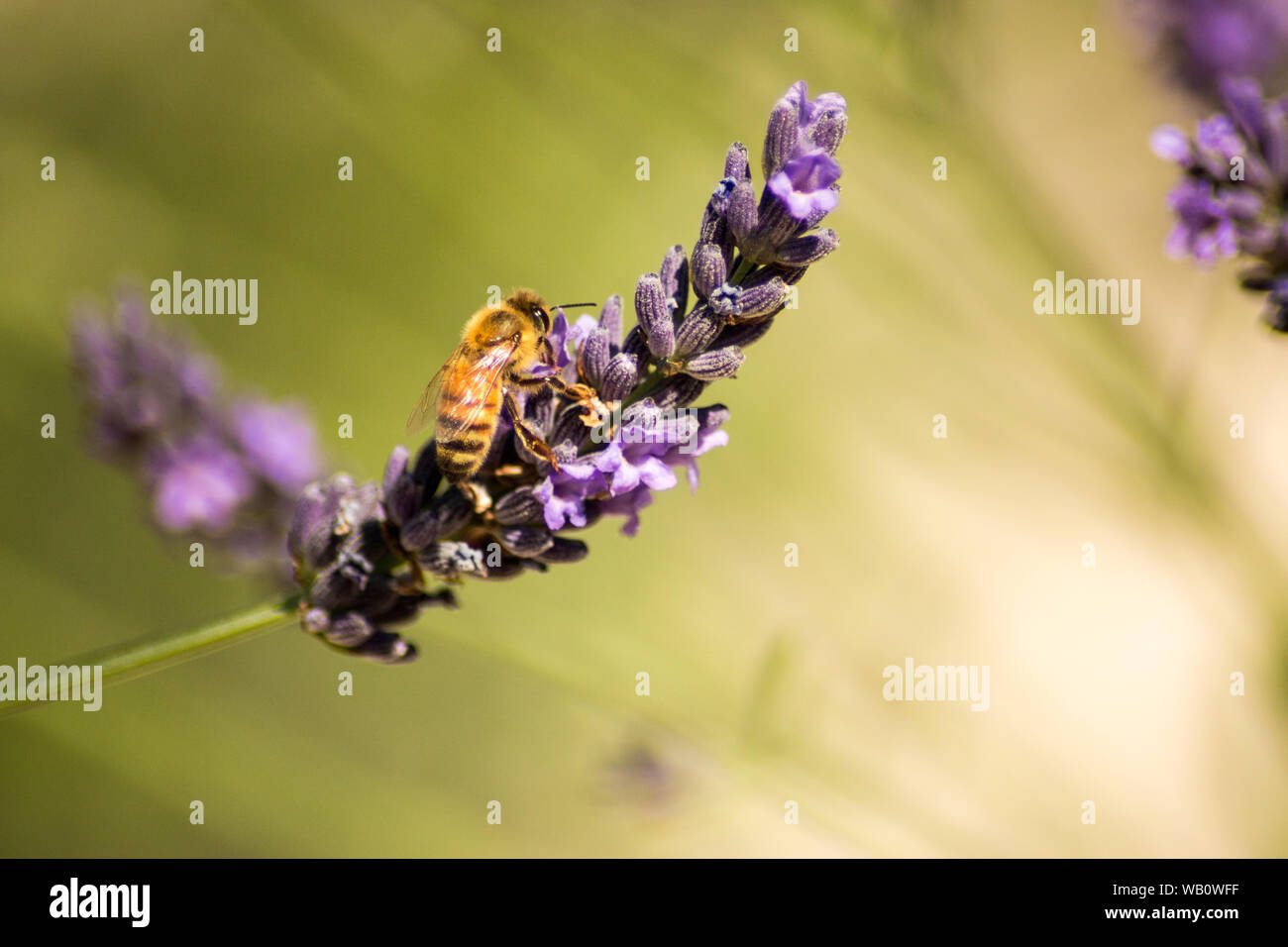 Lavender at Avignon Stock Photo - Alamy