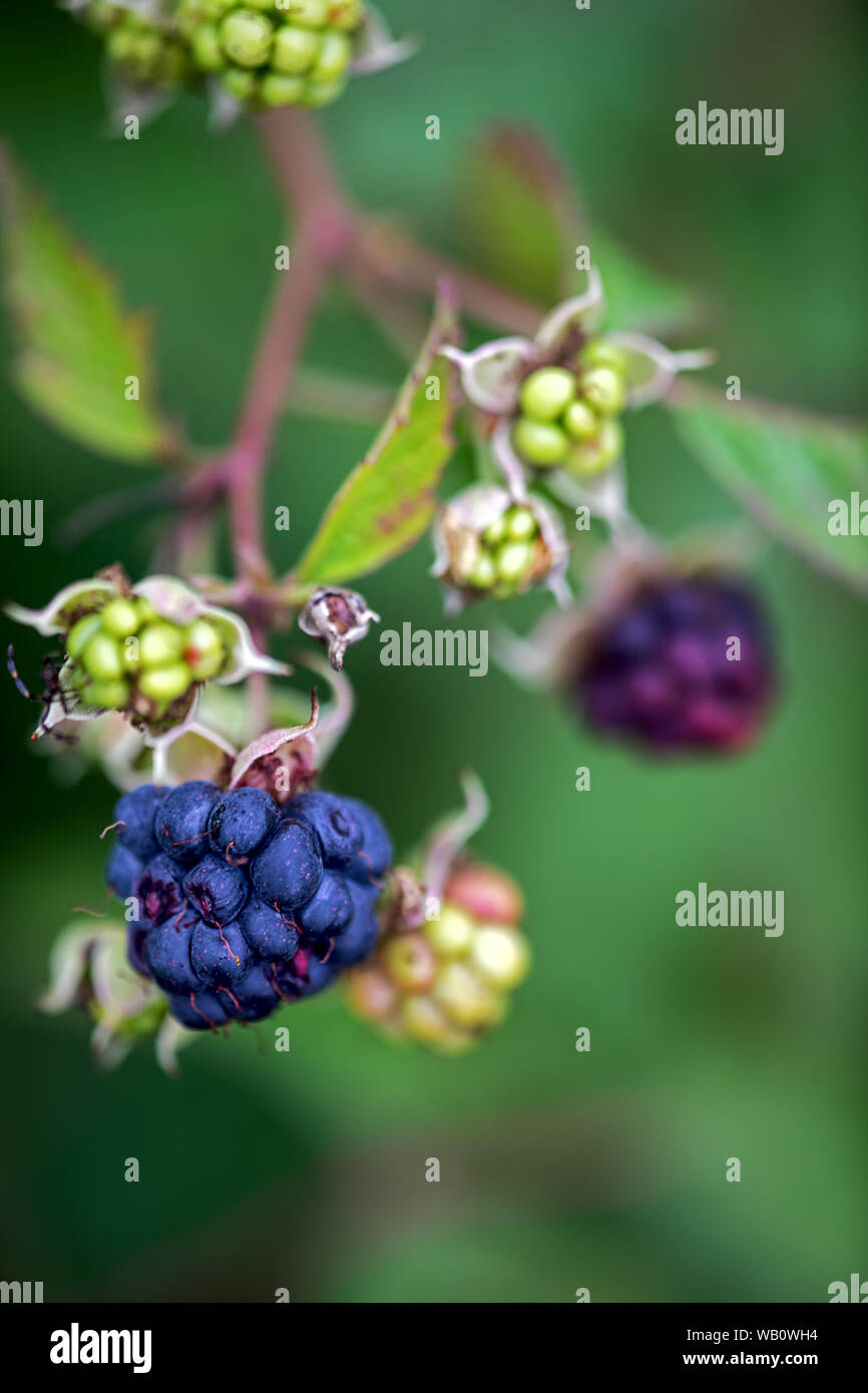 Ripe Unripe Fruit Blackberry High Resolution Stock Photography and ...