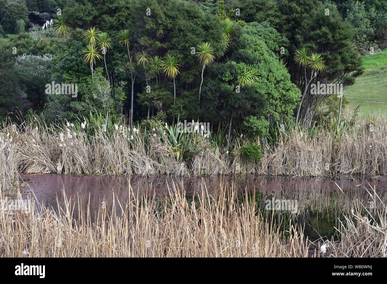 Dense growth of trees hi-res stock photography and images - Alamy