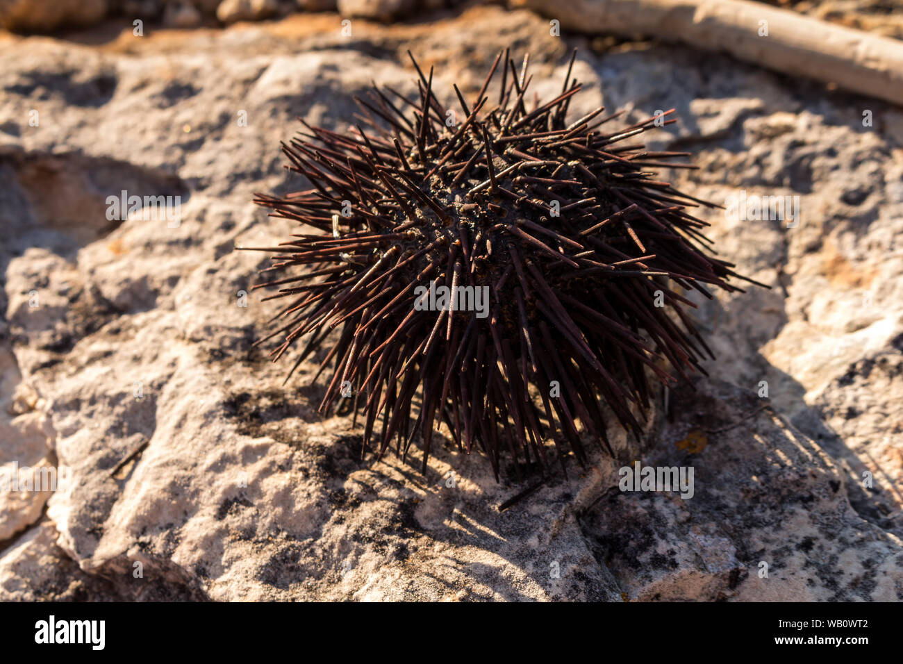 Dry urchin on a rock of a beach. Sunlight highlighting all the spikes ...