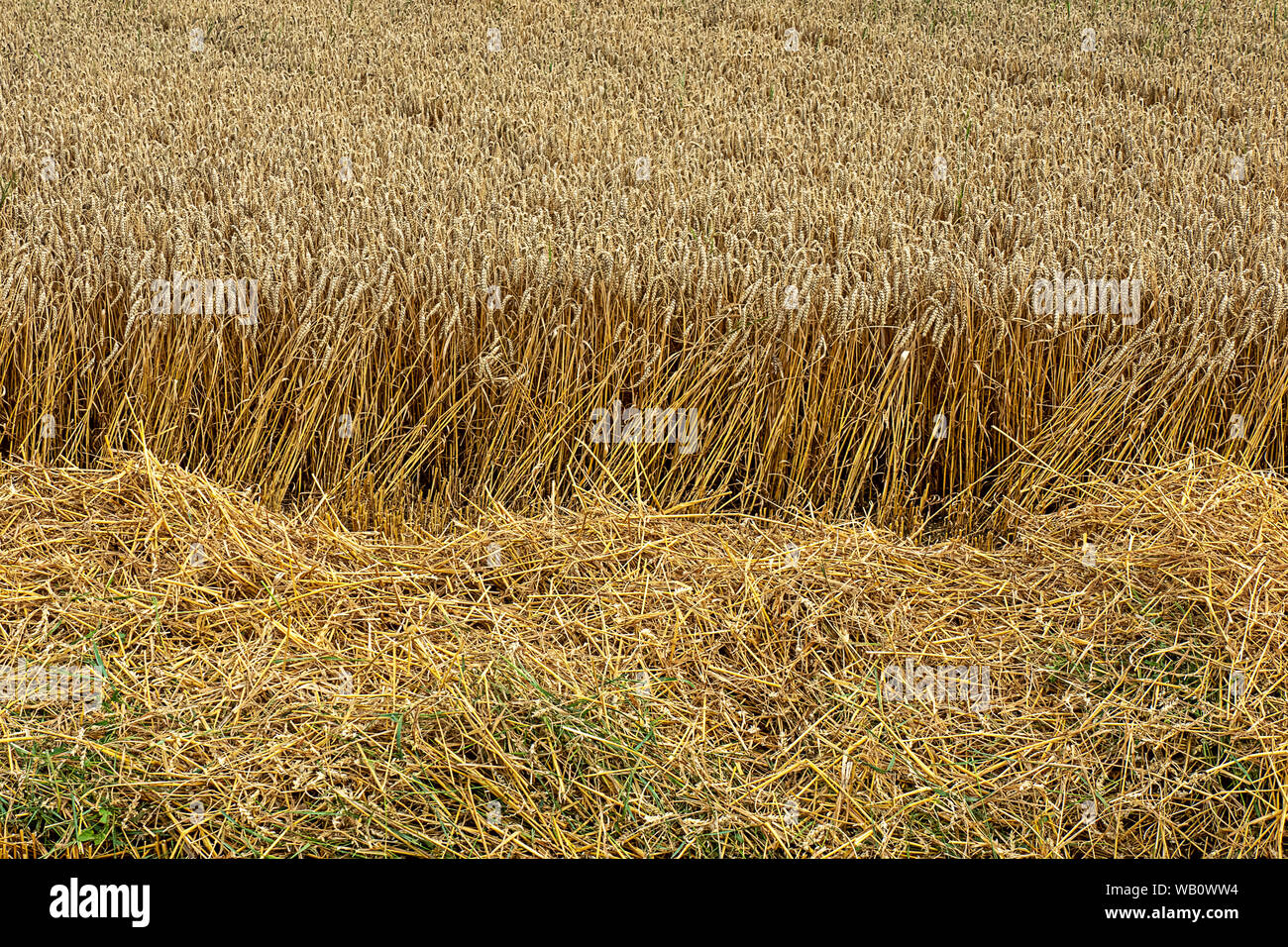 wheat field agricultural ready for harvesting Stock Photo - Alamy