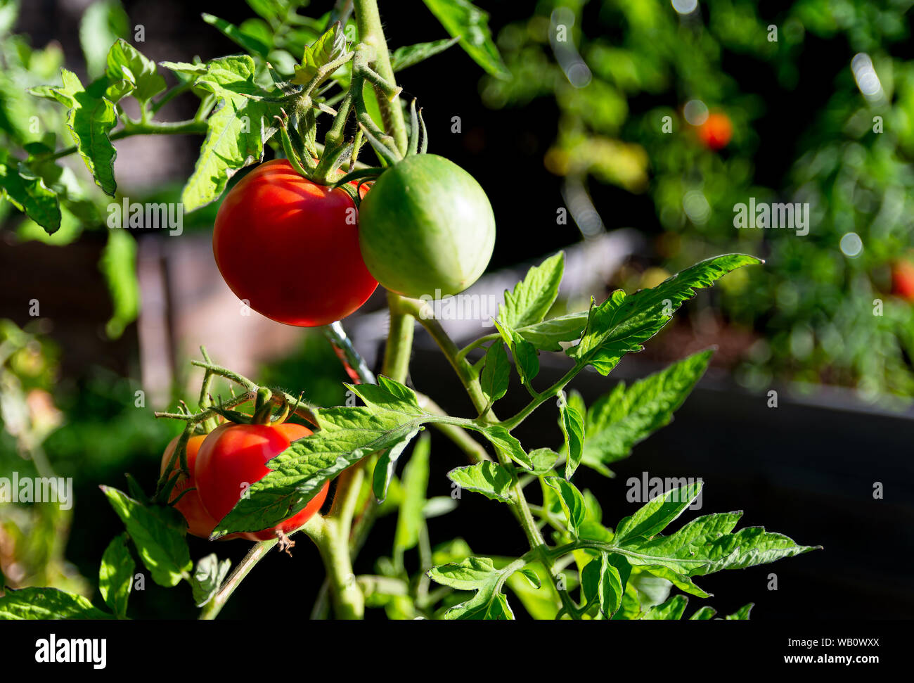 Tomato rose de berne hi-res stock photography and images - Alamy
