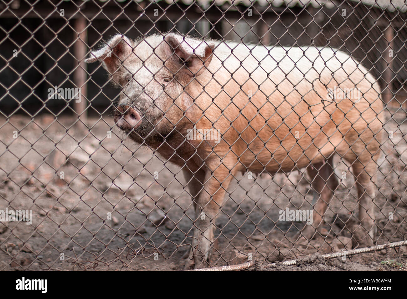Pink pigs waiting for feed on the farm Stock Photo - Alamy