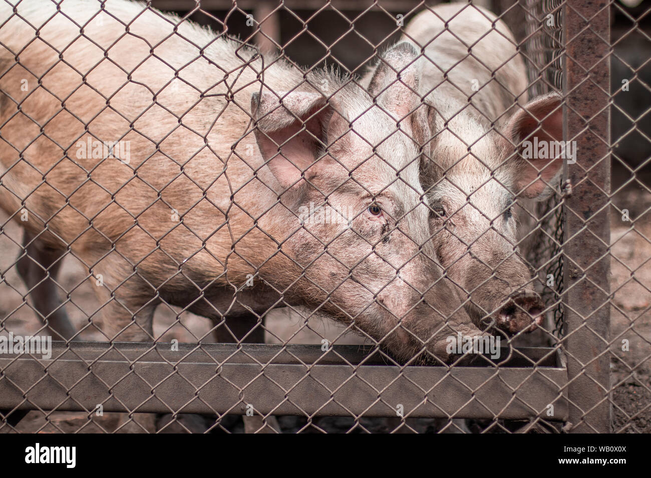 Pink pigs waiting for feed on the farm Stock Photo - Alamy