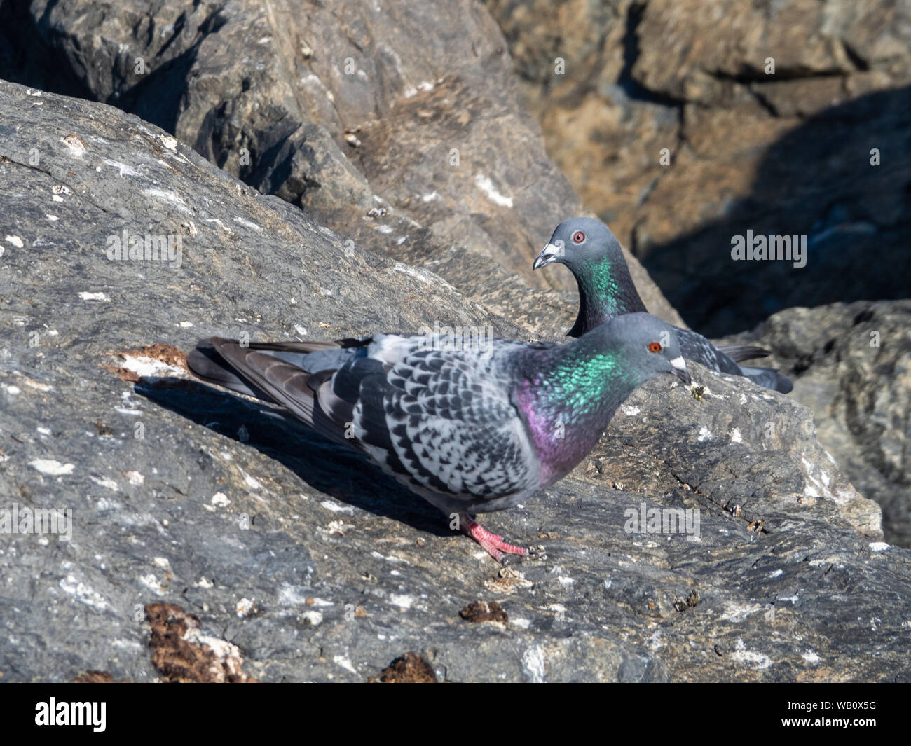 Pigeons sitting on rocks hi-res stock photography and images - Alamy