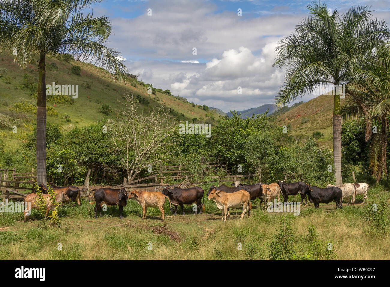 Grazing cows at a farm, Minas Gerais, Brazil Stock Photo - Alamy