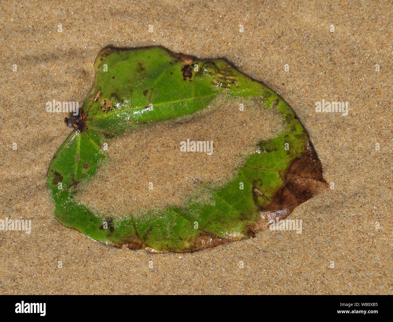 plants, Closeup of a green leaf, brown on the edges, covered in grains ...