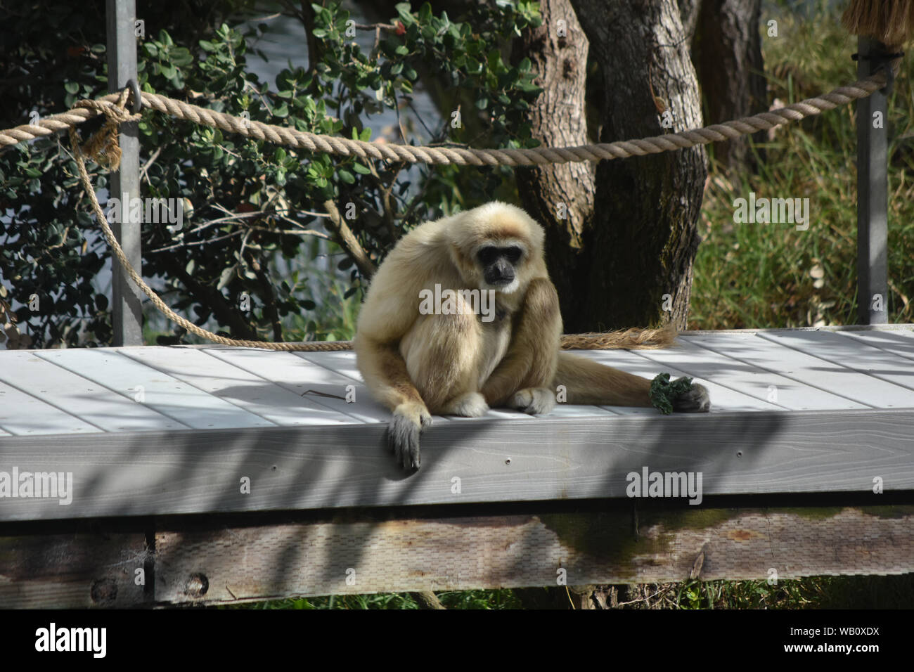 Cute javan langur monkey sitting on a wooden bridge Stock Photo - Alamy