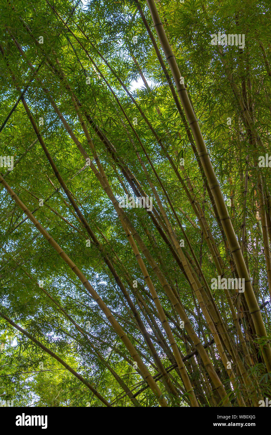Beautiful nature with bamboo leaves hi-res stock photography and images ...