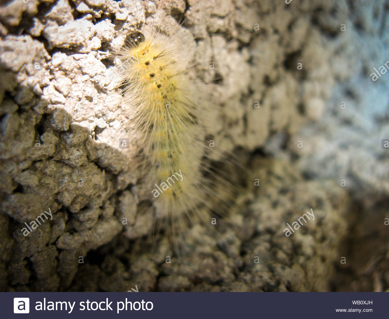 Woolly Worm Stock Photos & Woolly Worm Stock Images - Alamy