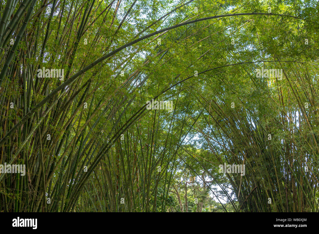 Real bamboo trees forest, with vivid green color making a beautiful ...