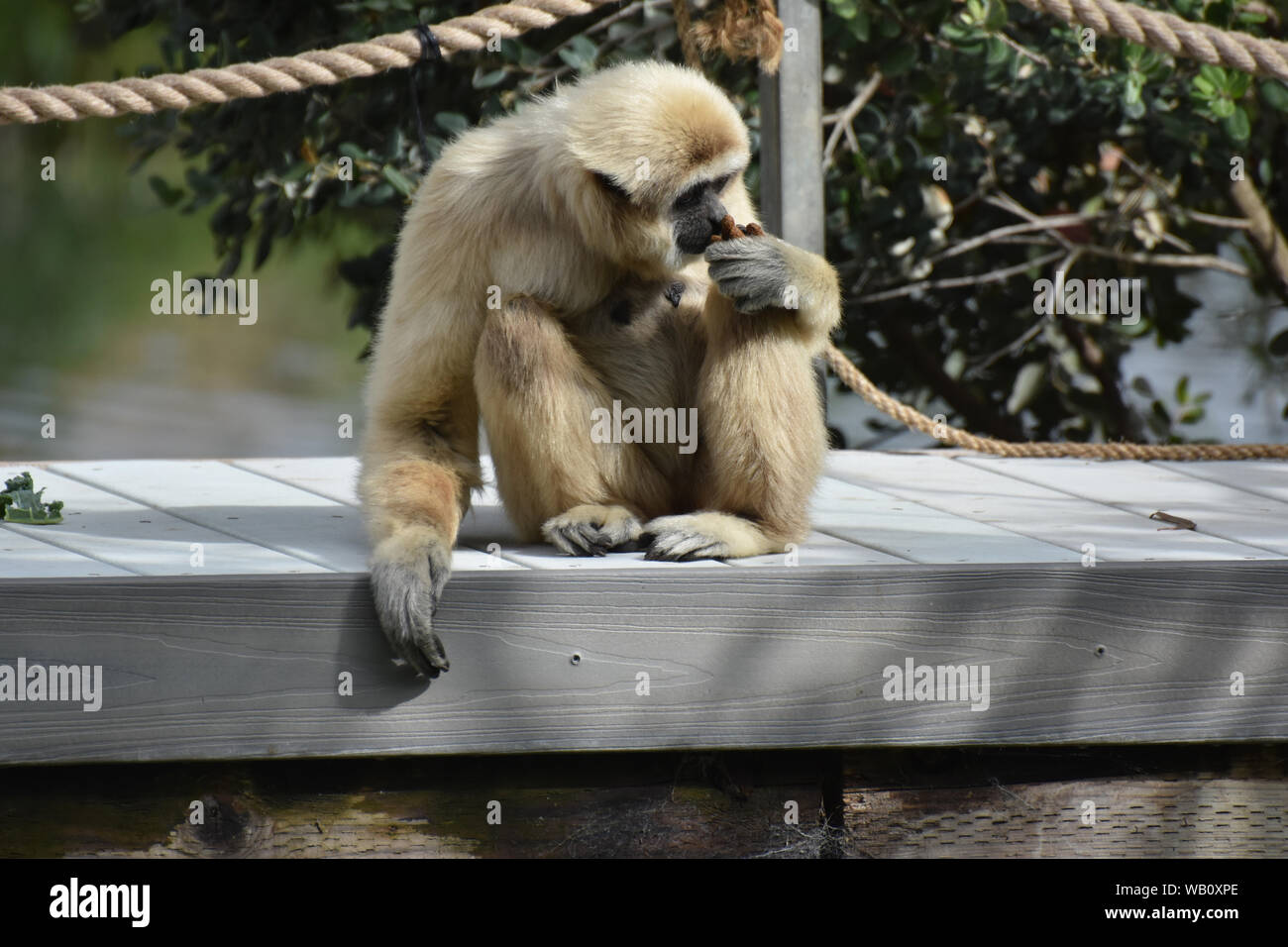 Sitting javan lutung monkey smelling something in his hand Stock Photo ...